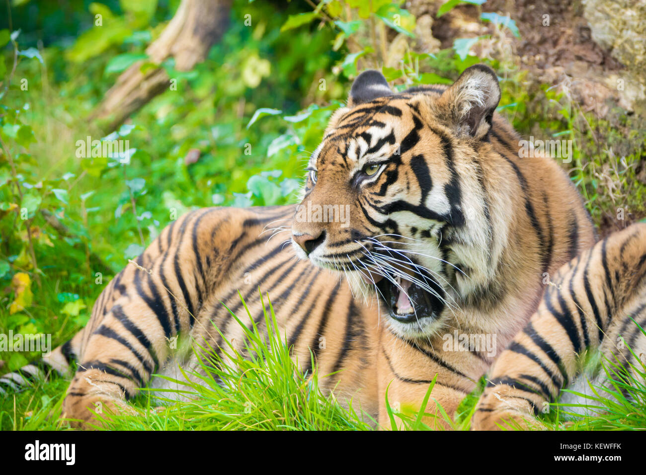 Tiger (Panthera tigris) is the largest cat species, most recognizable ...