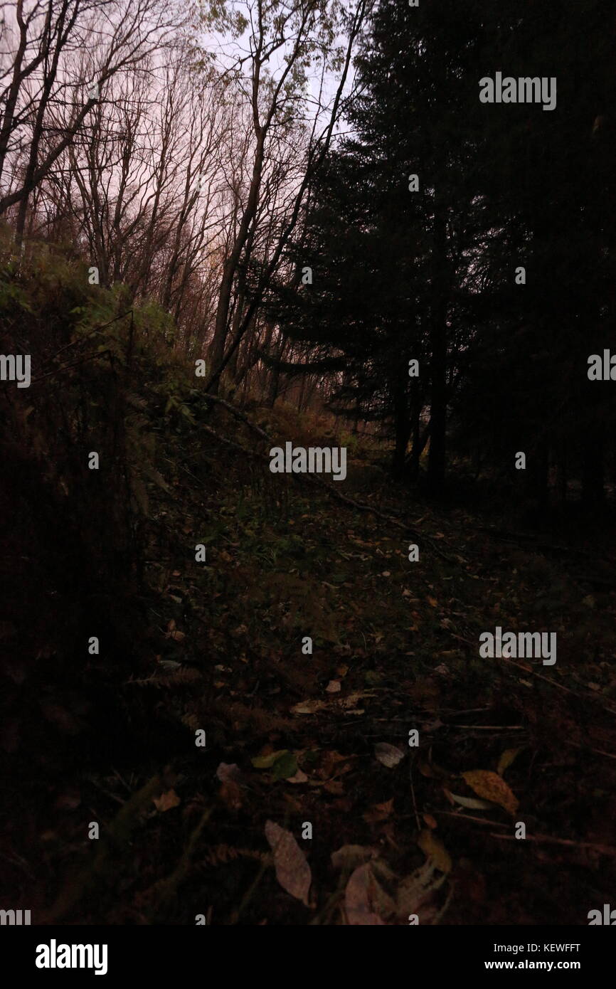 Night In The Forest Stock Photo - Alamy