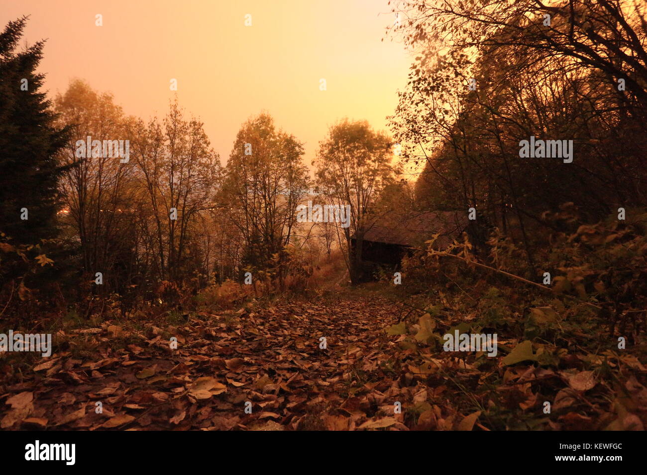 Barn In The Forest At Night Stock Photo - Alamy