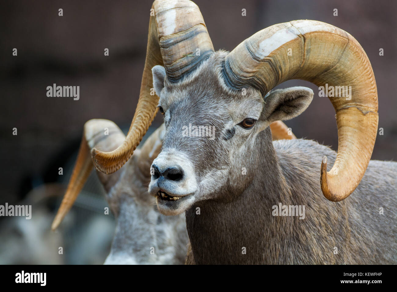 Mountain animals - bighorn sheep, close up Stock Photo - Alamy