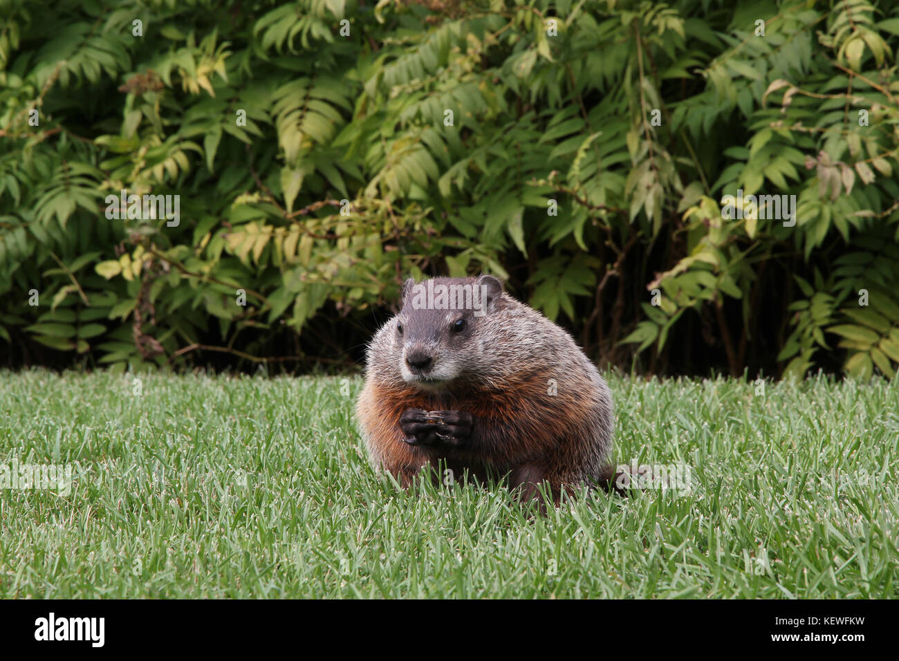 Official animal symbol of canada hi-res stock photography and images ...