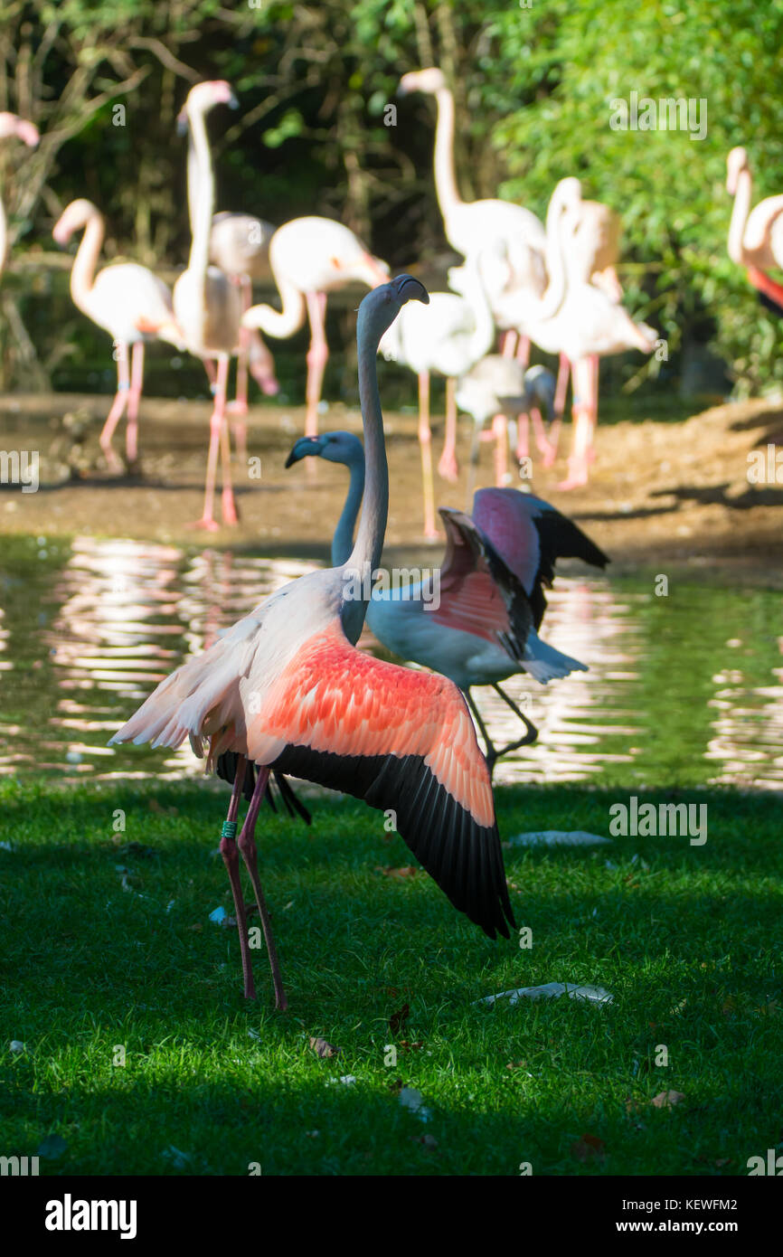 Pink flamingo birds on green grass close up Stock Photo - Alamy