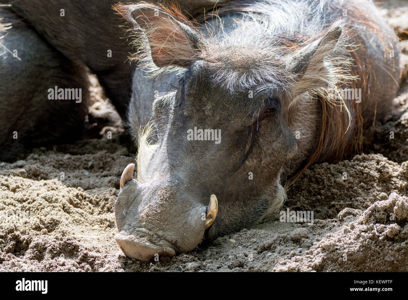 Big warthog wild pig, lives in Africa, wild animal close up Stock Photo ...