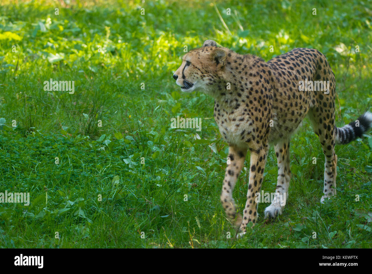 Red list animal - cheetah or cheeta, fastest land animal, large felid ...