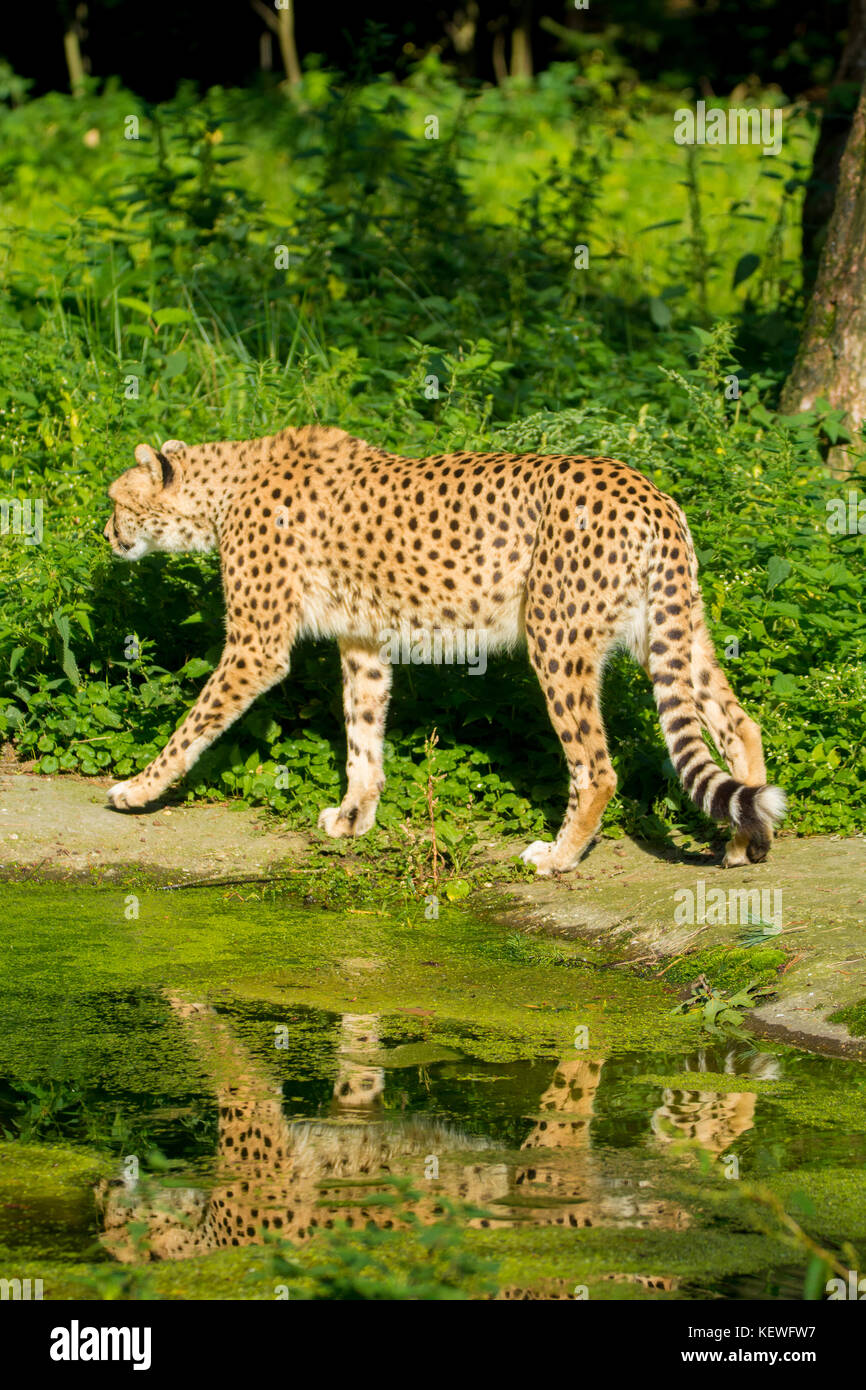 Red list animal - cheetah or cheeta, fastest land animal, large felid ...