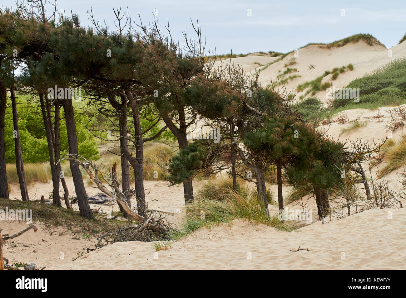 Mobile sand dunes Stock Photo - Alamy