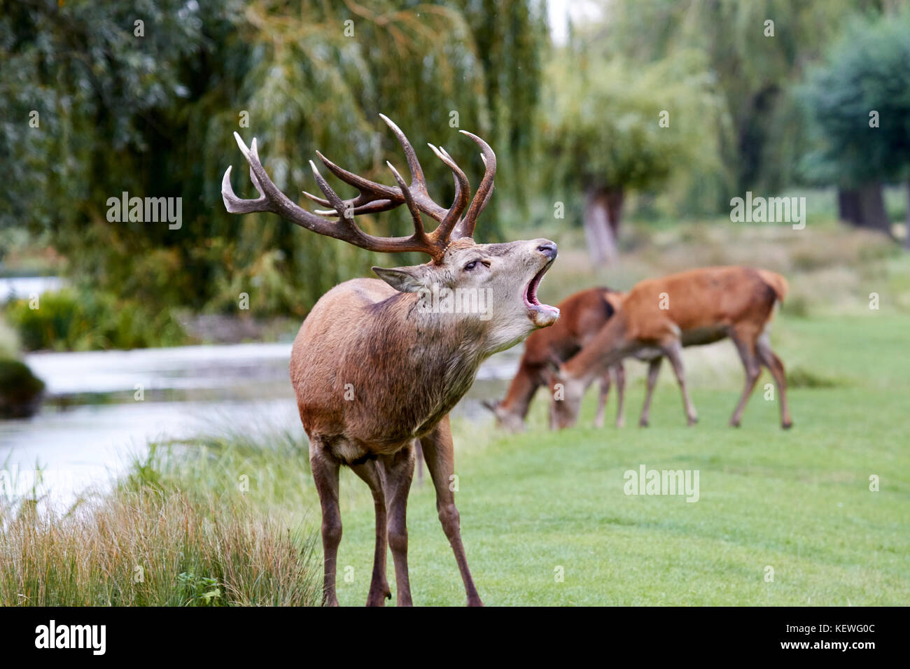 Stag f hi-res stock photography and images - Alamy