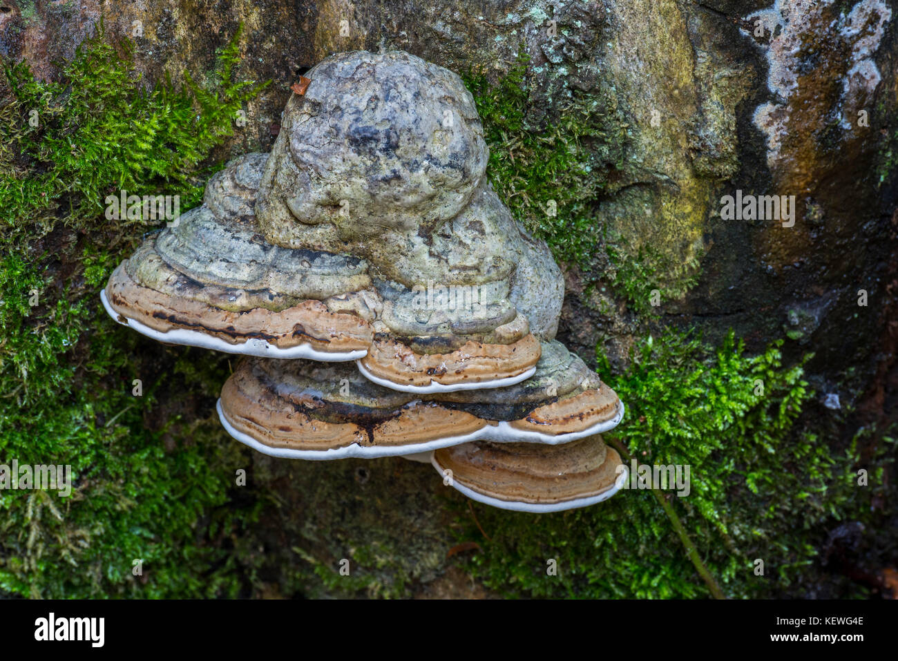 Artist's bracket / artist's conk / bear bread (Ganoderma applanatum ...