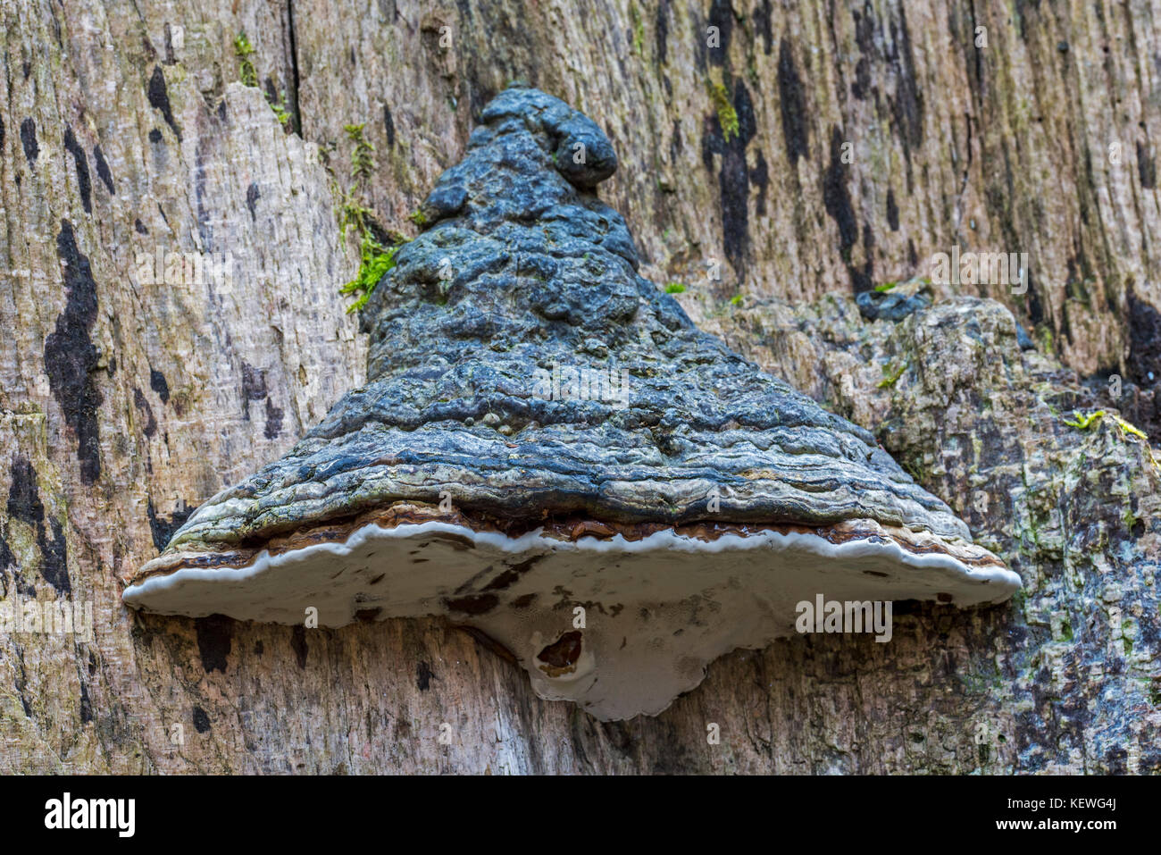Artist's bracket / artist's conk / bear bread (Ganoderma applanatum ...