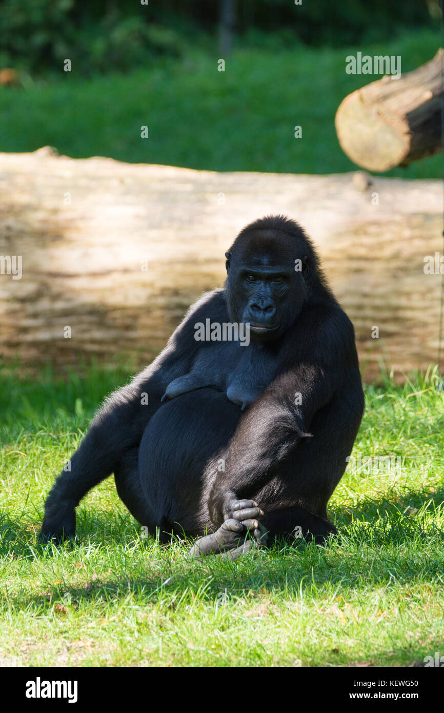 Big black gorilla monkey sits on the grass, sunny day Stock Photo - Alamy