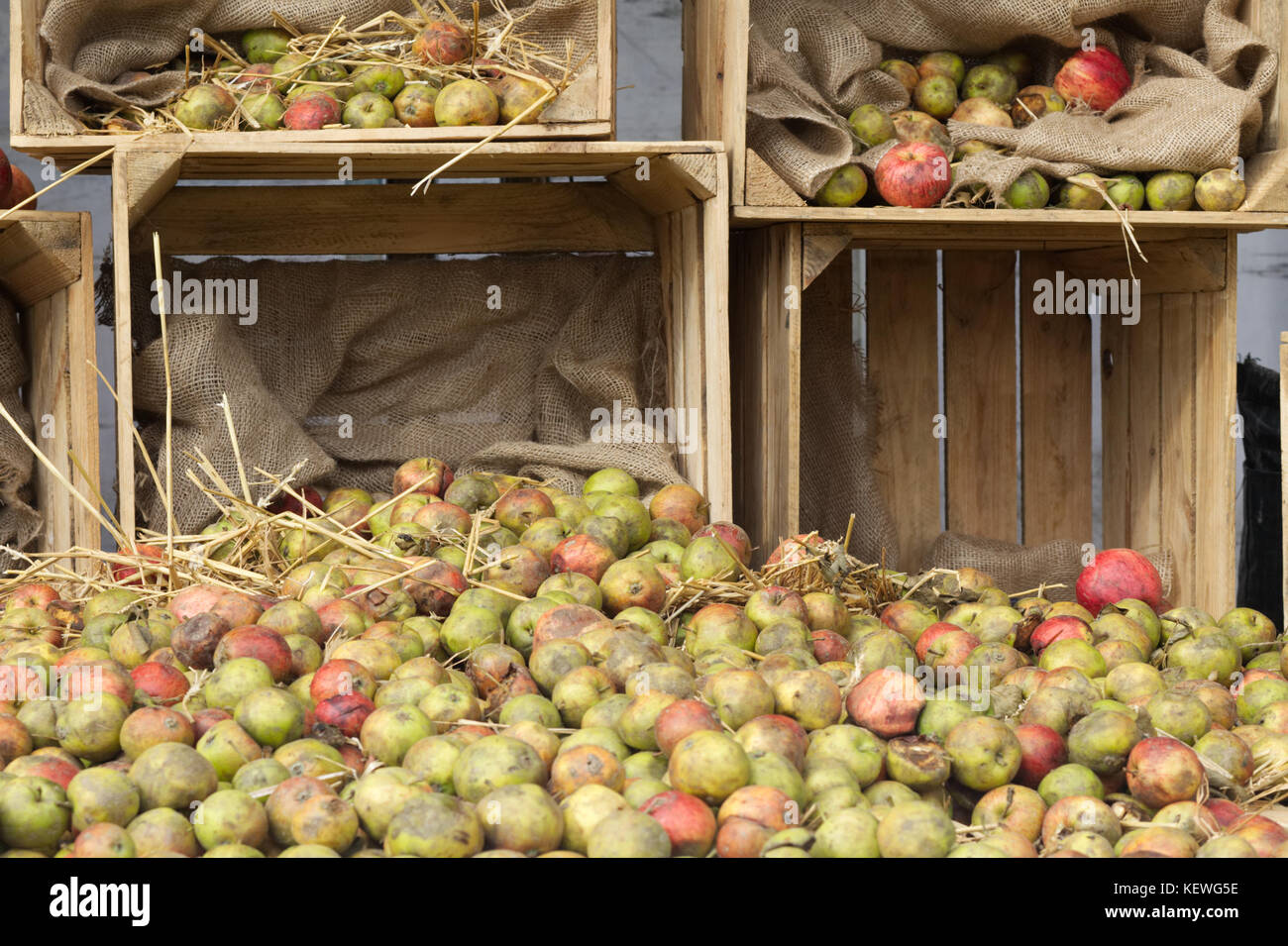 Displaying autumn harvest display hi-res stock photography and images ...