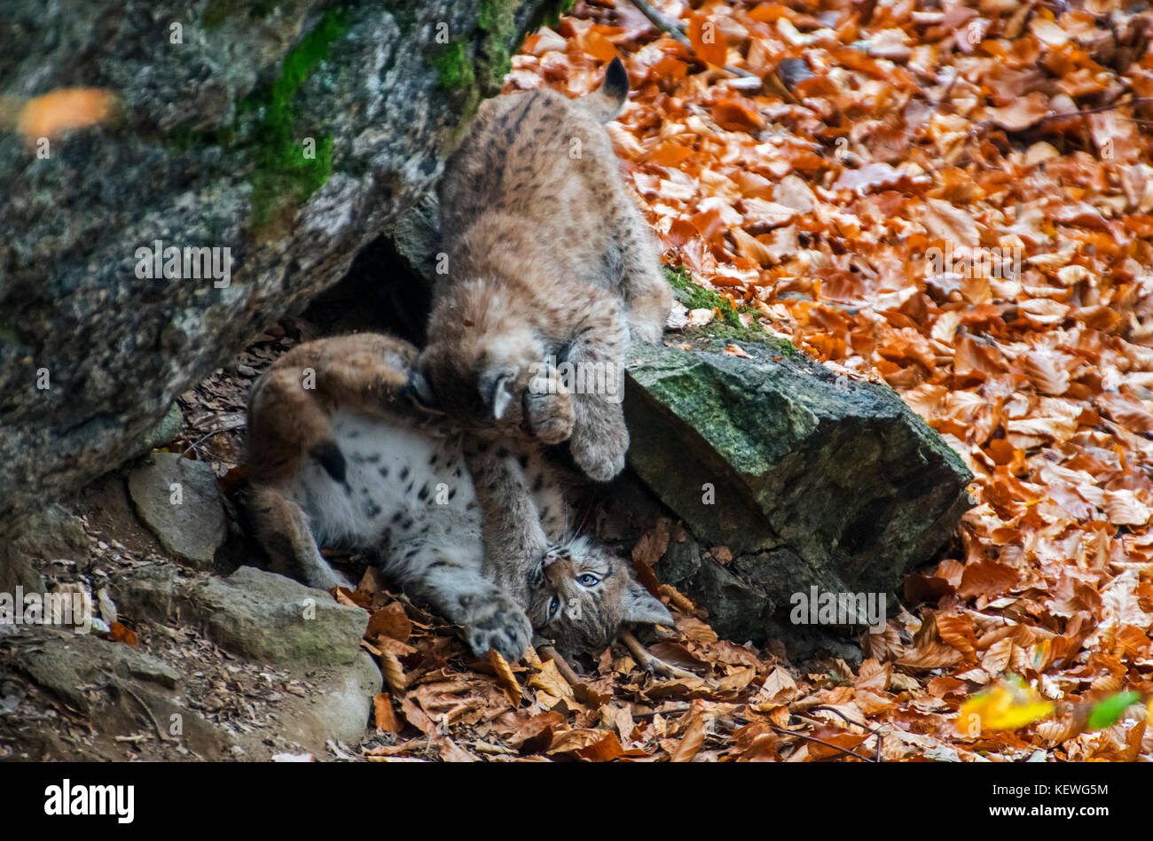 Two Eurasian lynx (Lynx lynx) kittens playing / play fighting in autumn ...