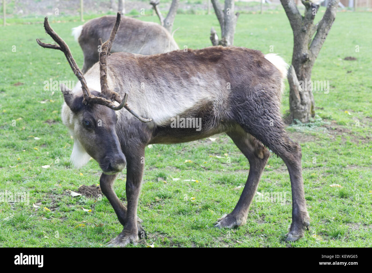 Reindeer mouth hi-res stock photography and images - Alamy
