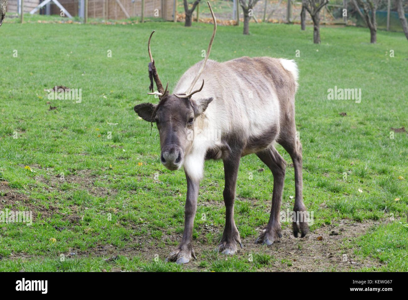 Reindeer mouth hi-res stock photography and images - Alamy