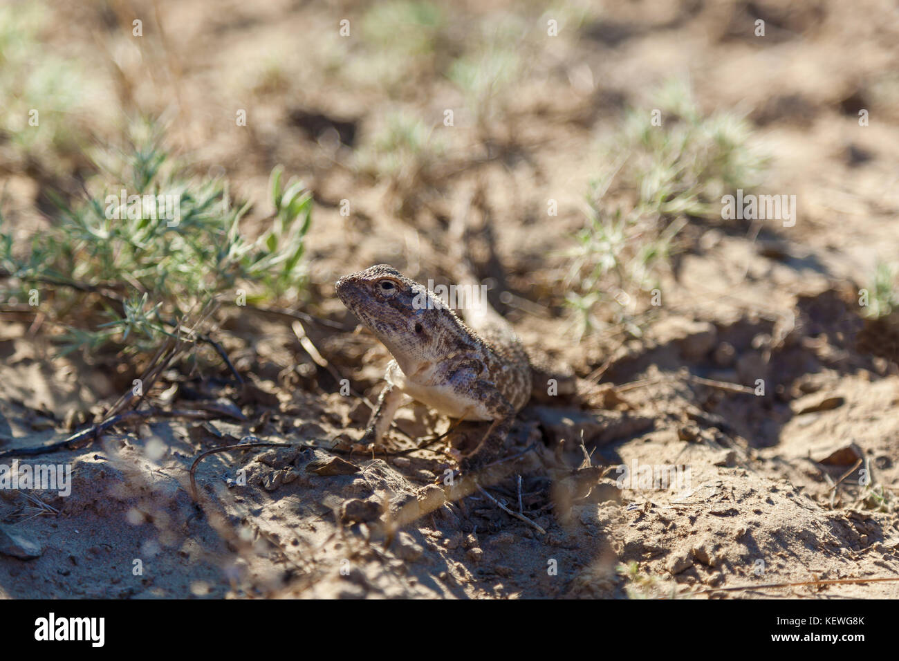 S desert lizard hi-res stock photography and images - Alamy