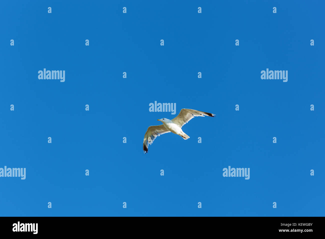 Seagull anatomy hi-res stock photography and images - Alamy