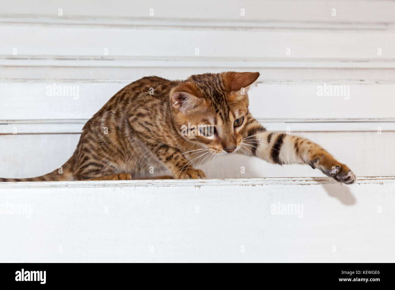 Bengal Cat Curious High Resolution Stock Photography and Images - Alamy