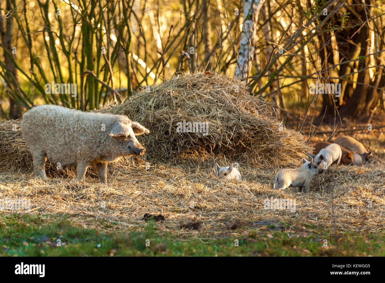 Hungarian Pig Breed High Resolution Stock Photography and Images - Alamy