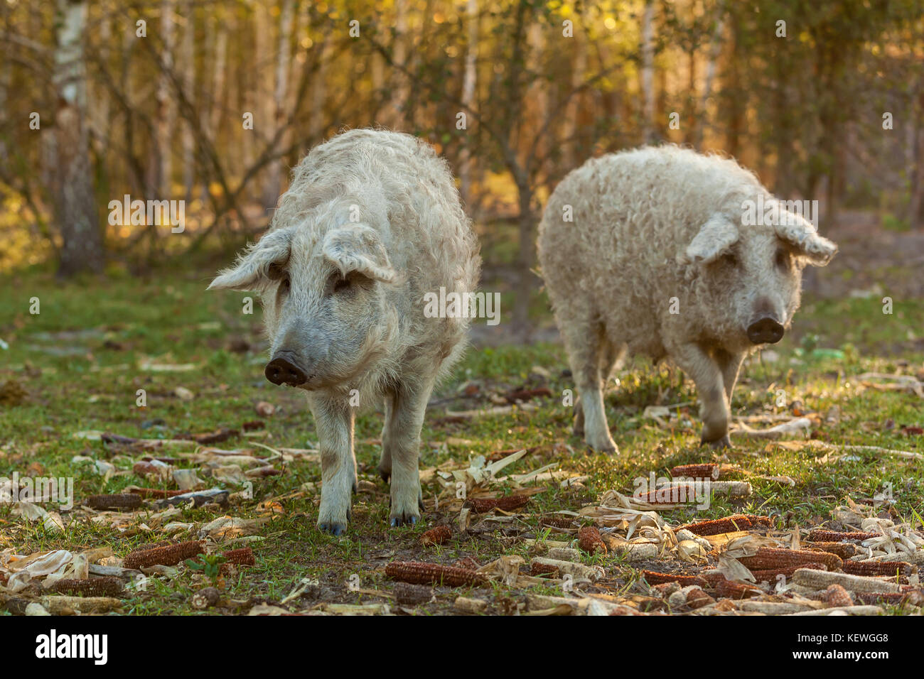 breed of curly pigs. Eco farm for growing pigs rare rocks Stock Photo ...