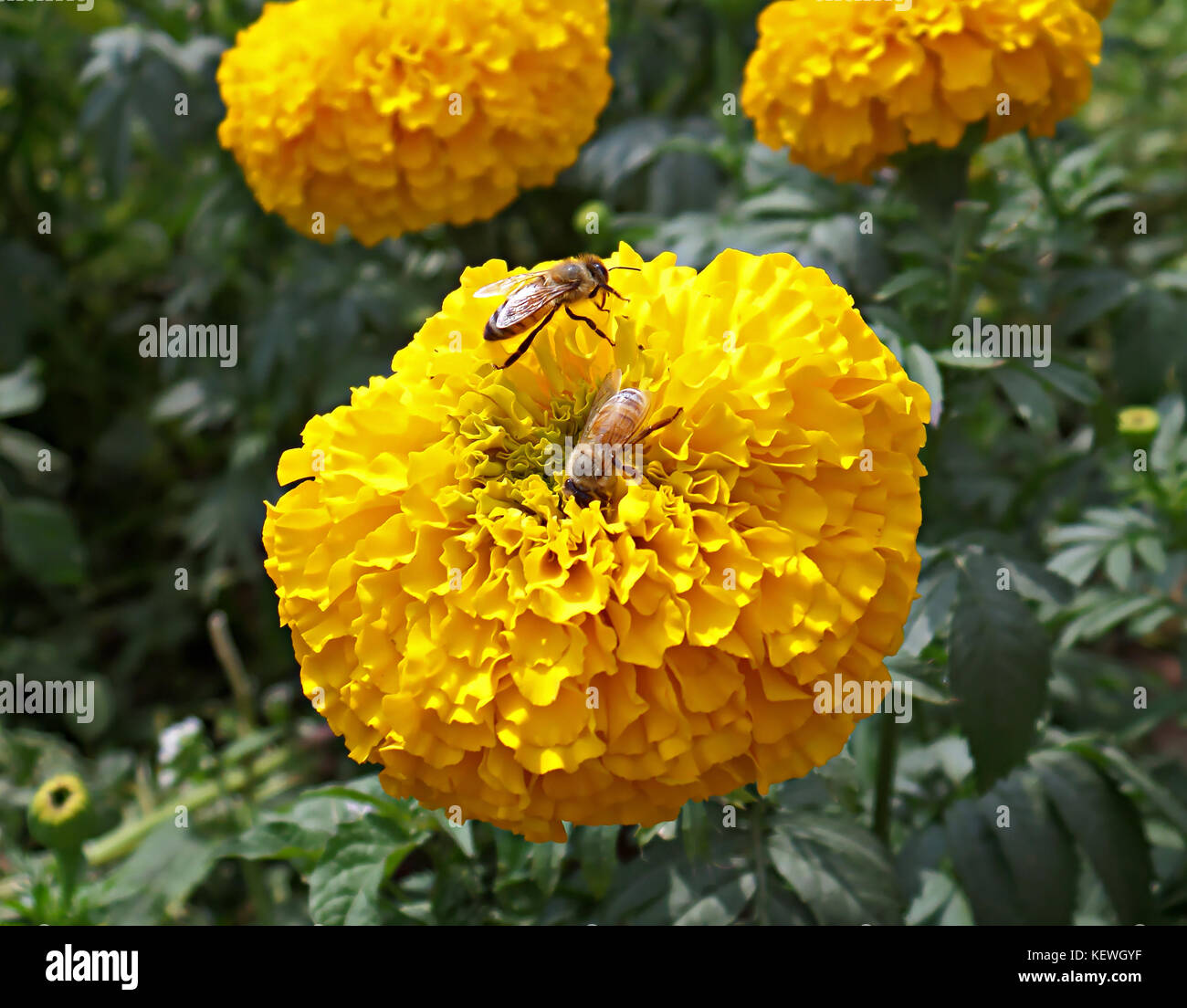 Two little bees collecting nectar on a vibrant yellow blooming Marigold ...