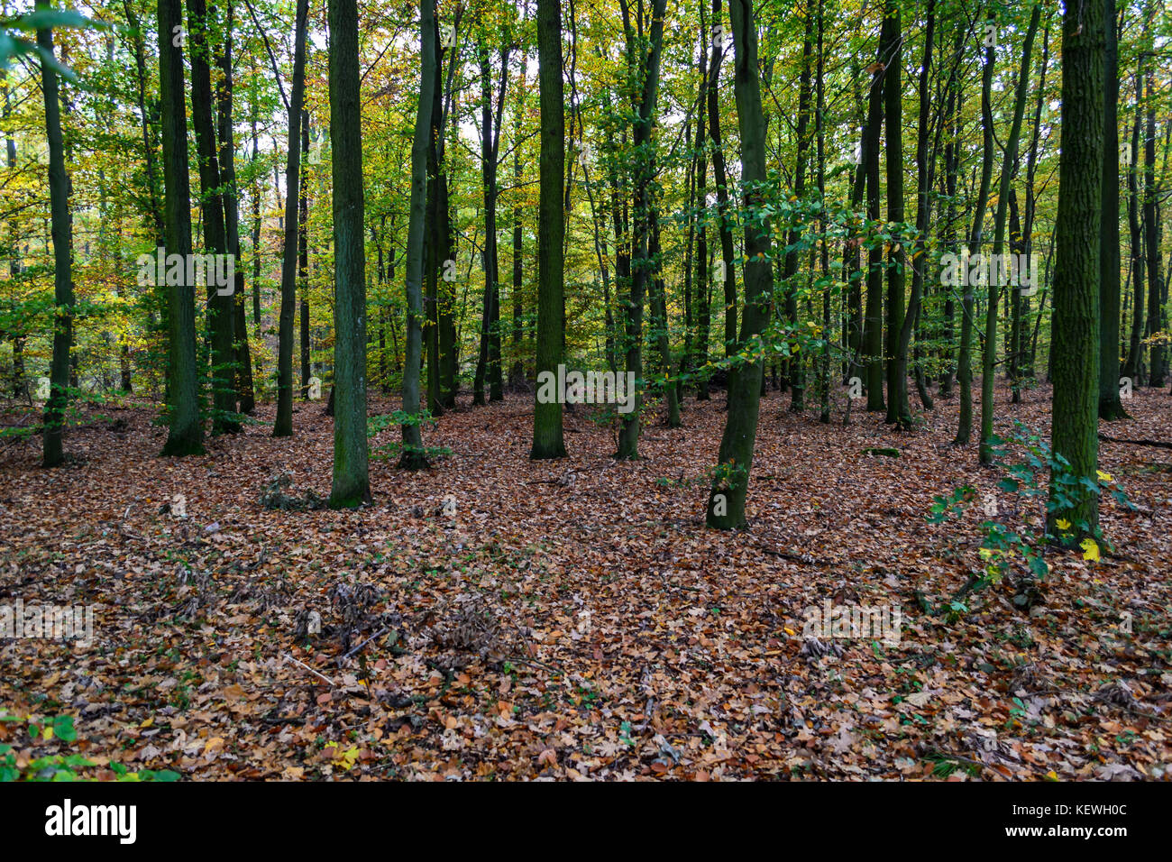 Forest in the autumn day Stock Photo - Alamy