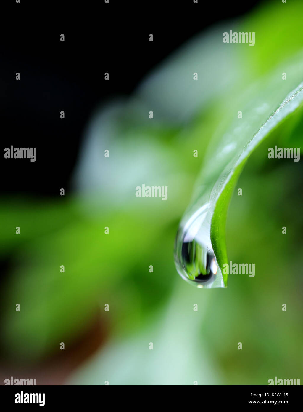 Macro Shot of Water Droplet Dripping from Green Leaf Tip, Blurred ...