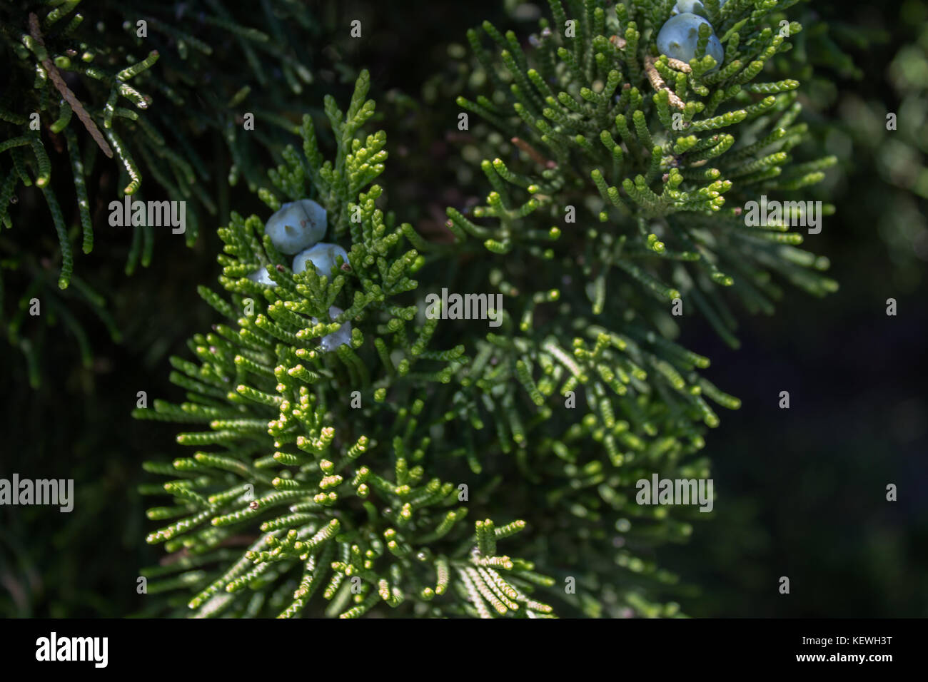 A rough textured bush Stock Photo - Alamy