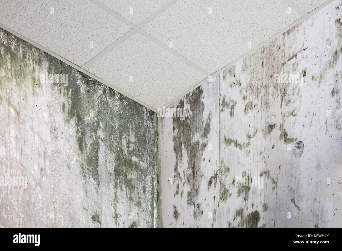 Mould stain hi-res stock photography and images - Alamy