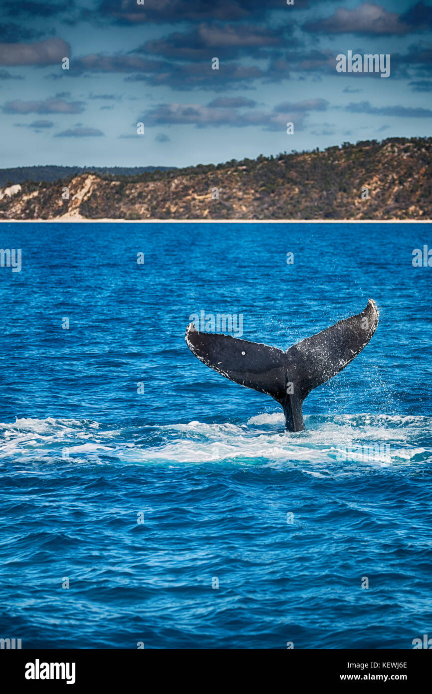 in australia a free whale in the ocean like concept of freedom Stock ...