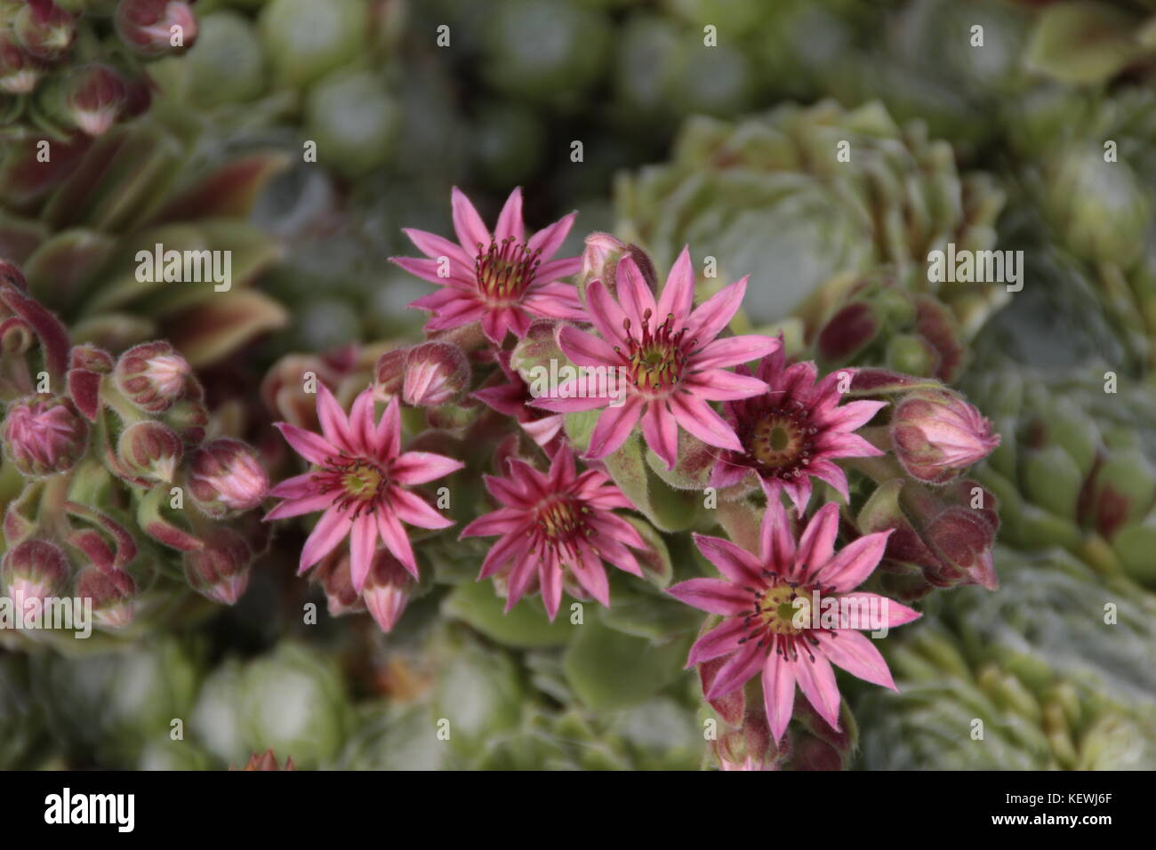 Sempervivum flower / Flowering sempervivum in macro shot Stock Photo ...