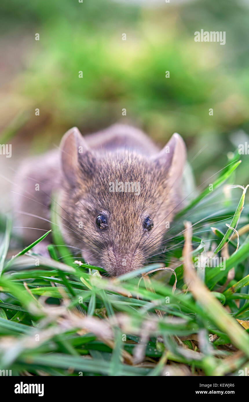 Wild brown mouse hi-res stock photography and images - Alamy