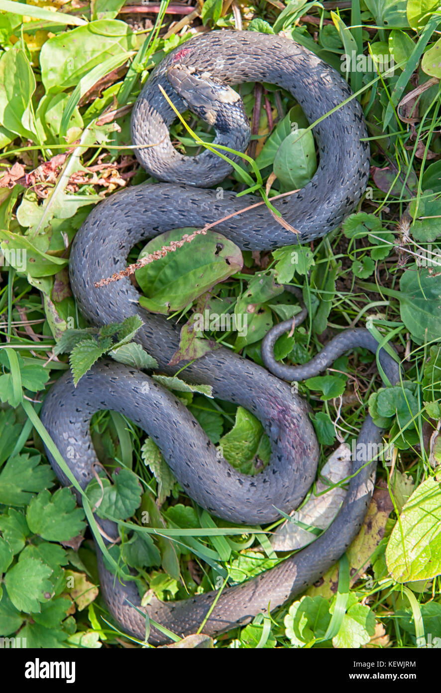 Snake in grass wilderness hi-res stock photography and images - Alamy