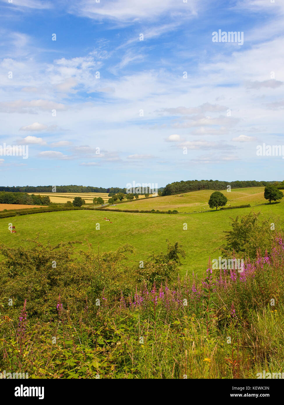an english summer landscape with patchwork fields livestock and ...