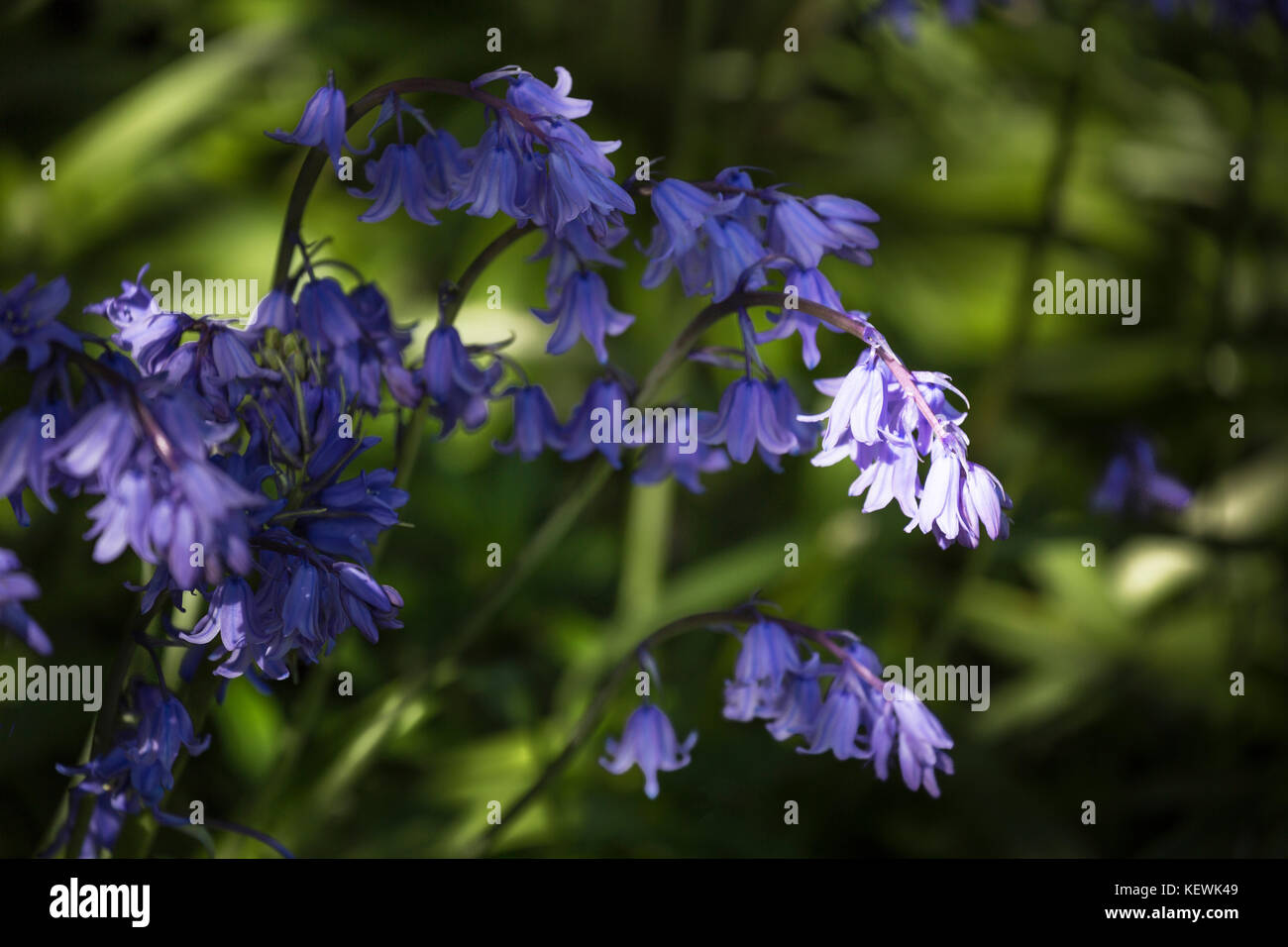 Close up of sunlit flowering bluebells Stock Photo - Alamy