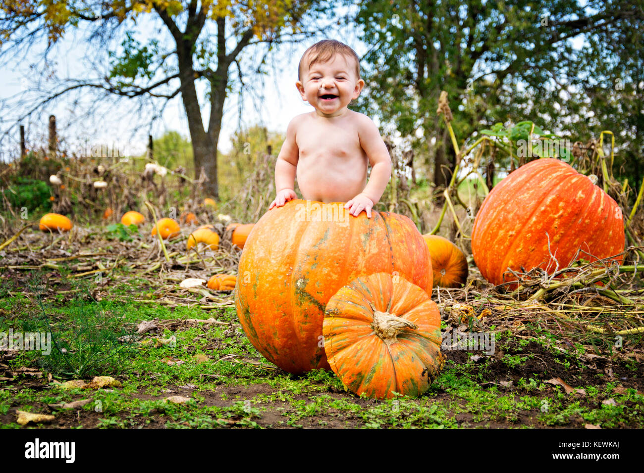 baby boy in giant pumpkin Stock Photo - Alamy