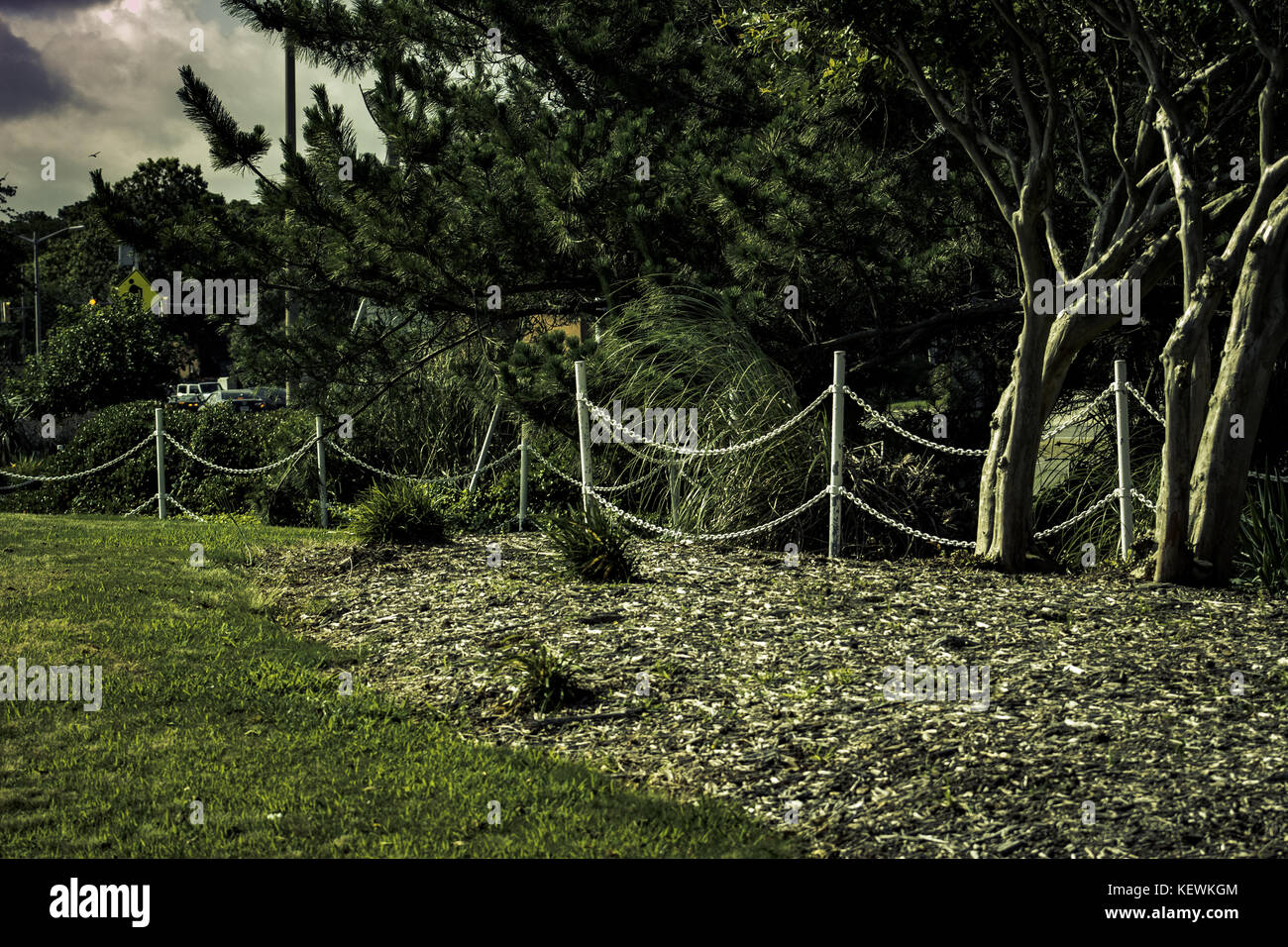 Fine leaved form hi-res stock photography and images - Alamy