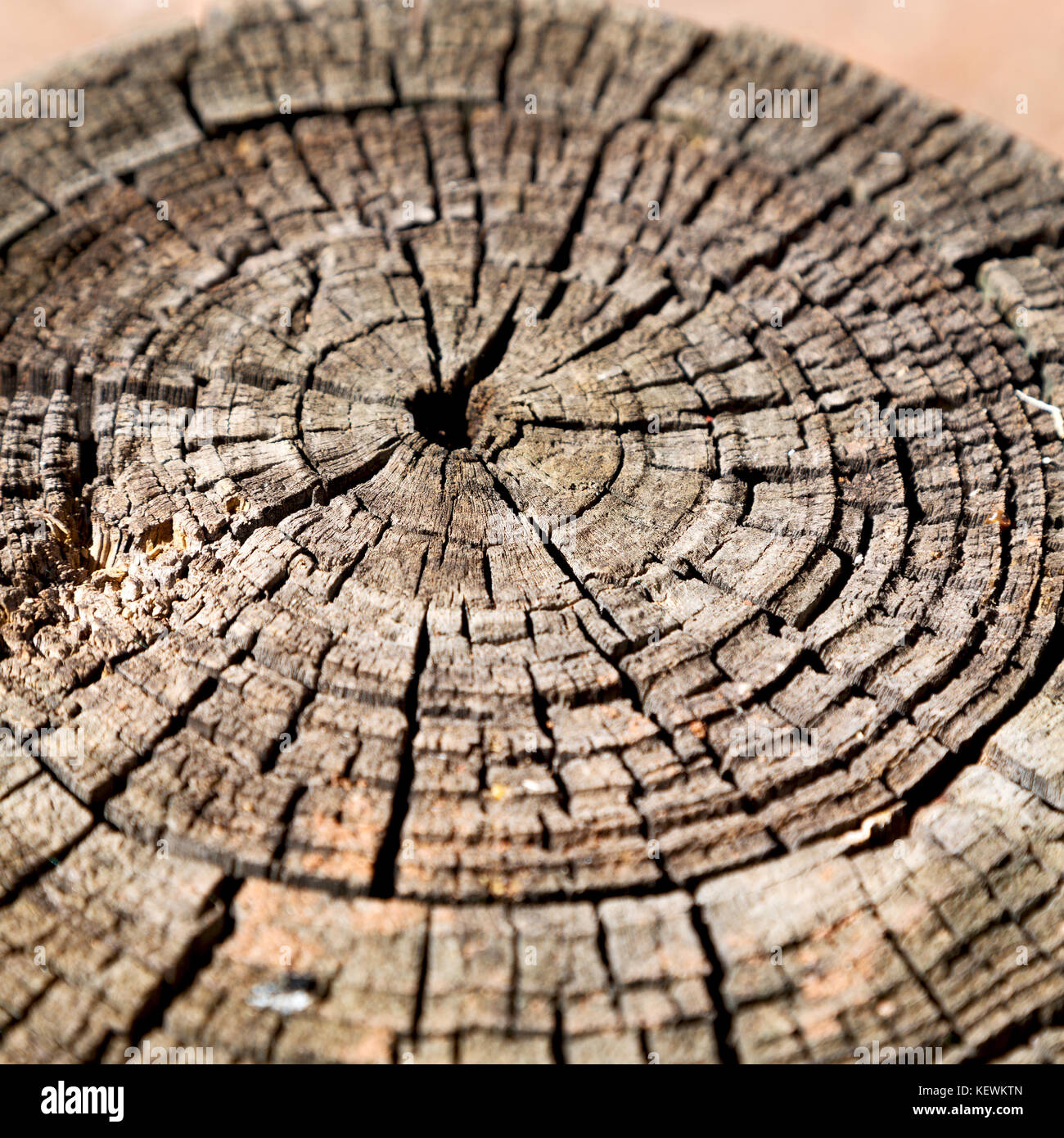abstract texture of a surface tree like background grain Stock Photo ...