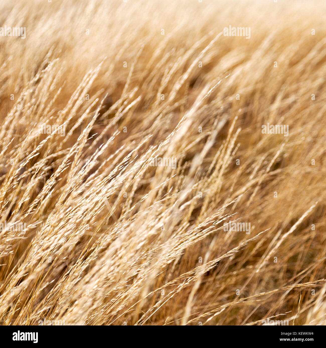 the abstract texture of a yellow grass like autumn concept Stock Photo ...