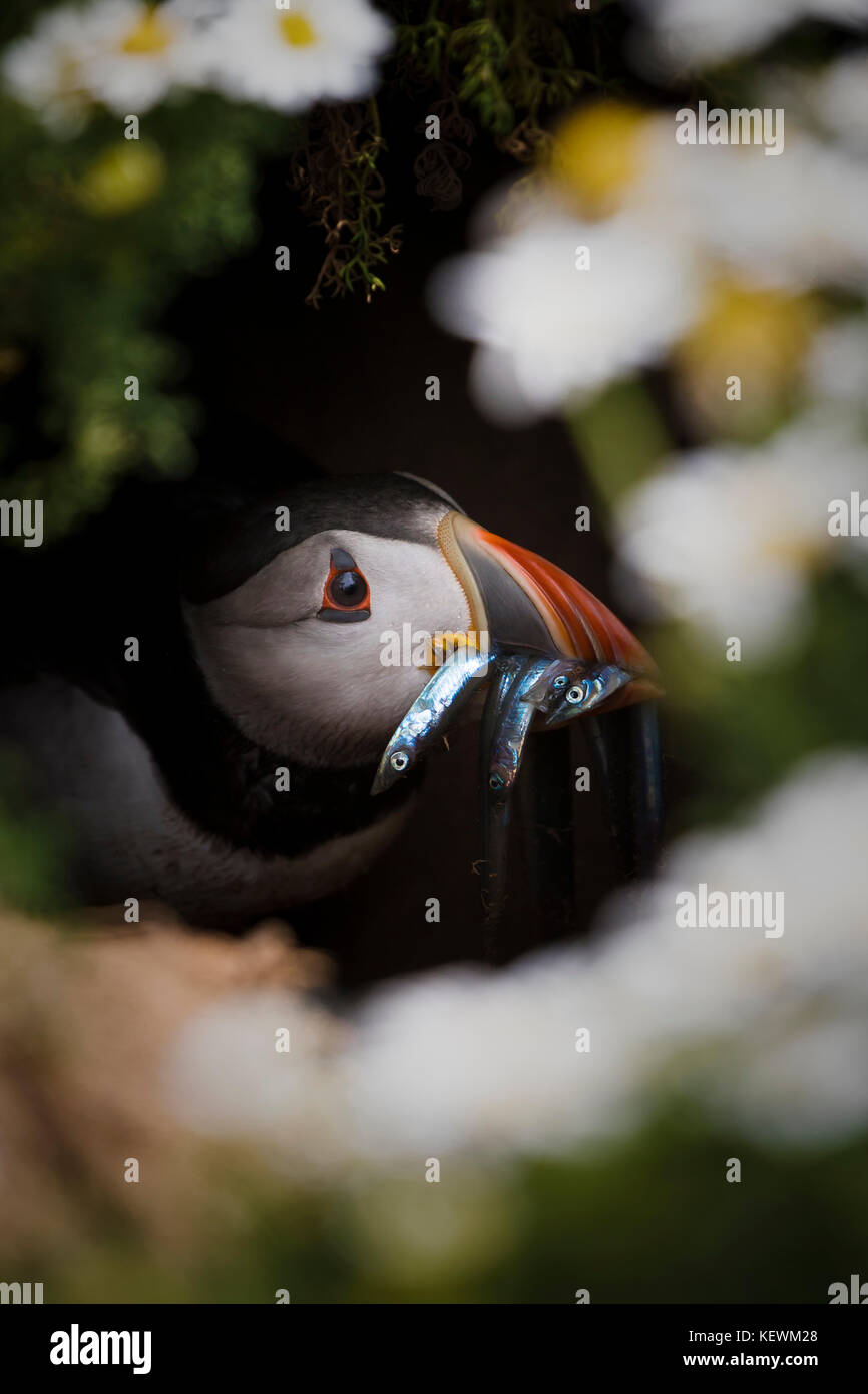 Atlantic puffin burrow hi-res stock photography and images - Alamy