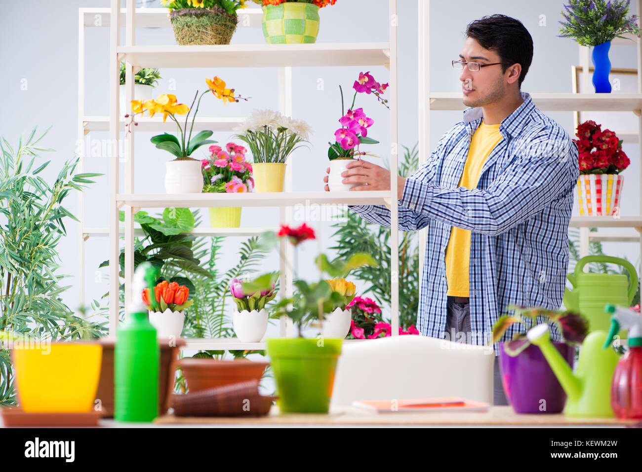Gardener florist working in a flower shop with house plants Stock Photo ...
