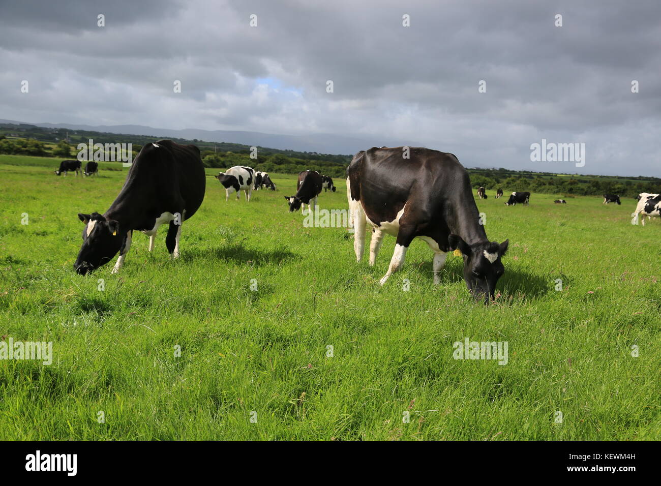 Irish cows in field Stock Photo - Alamy