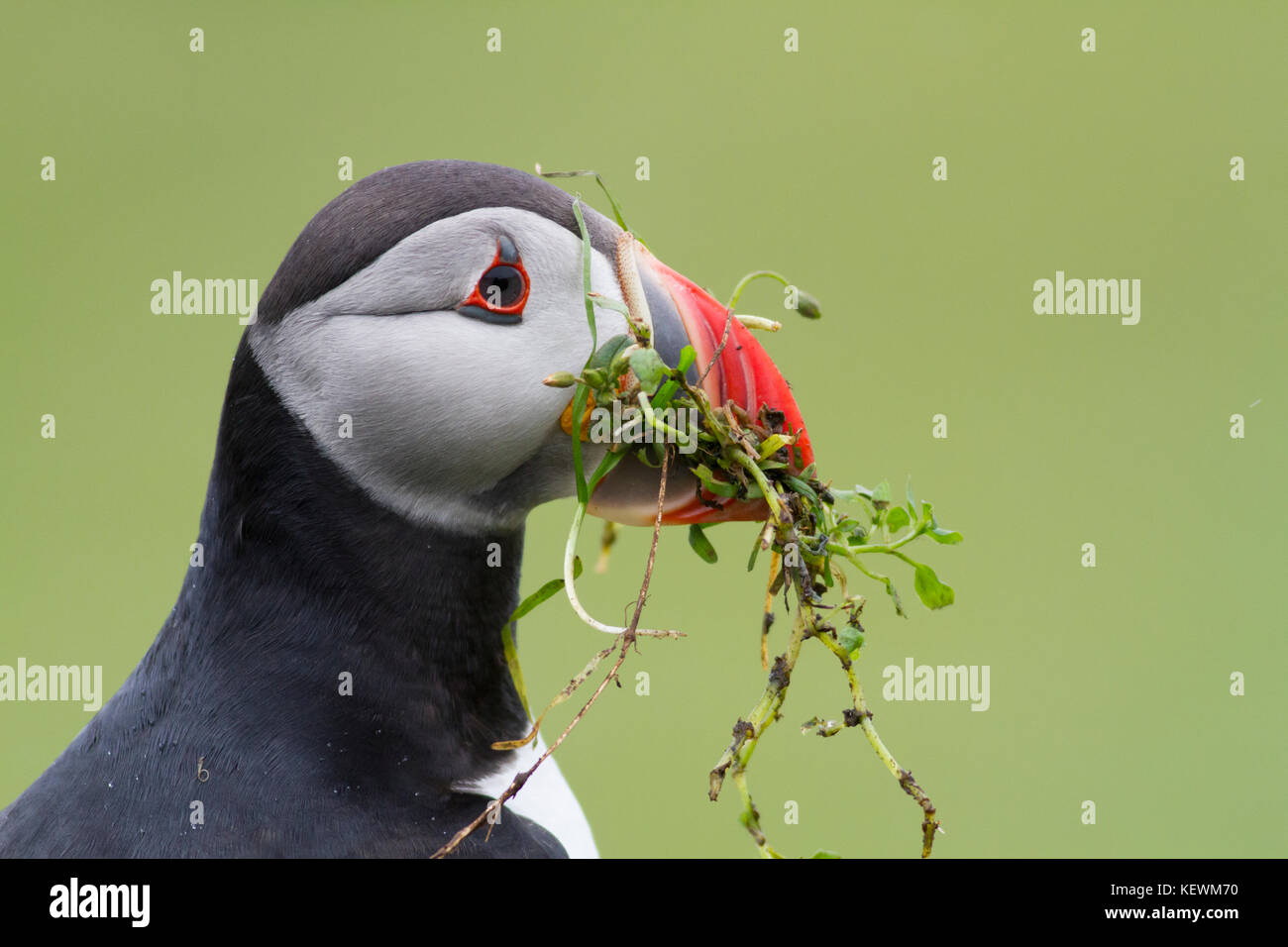 Atlantic Puffin (Fratercula arctica) side profile on the cliffs near ...
