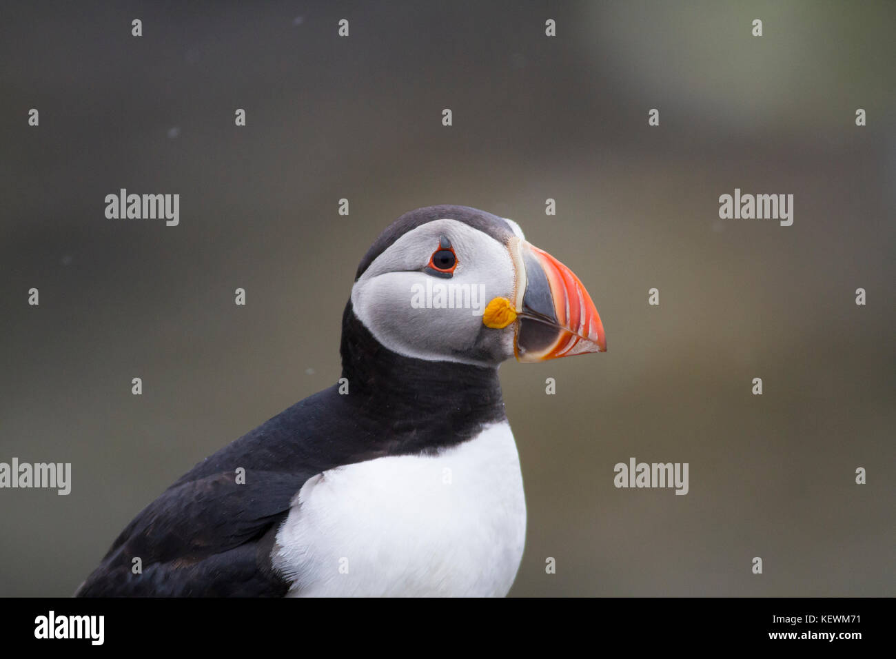 Atlantic Puffin (Fratercula arctica) side profile on the cliffs near ...