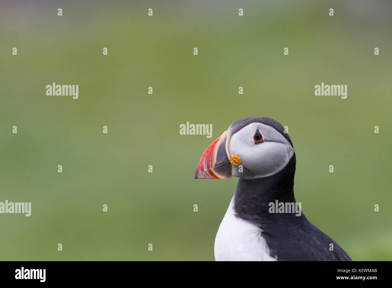 Atlantic Puffin (Fratercula arctica) side profile on the cliffs near ...