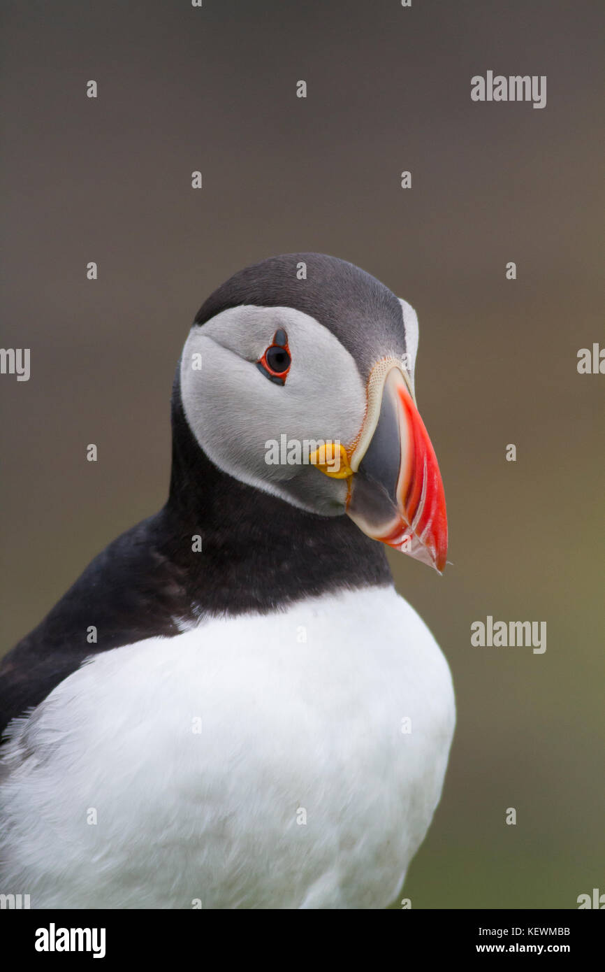 Atlantic Puffin (Fratercula arctica) side profile on the cliffs near ...