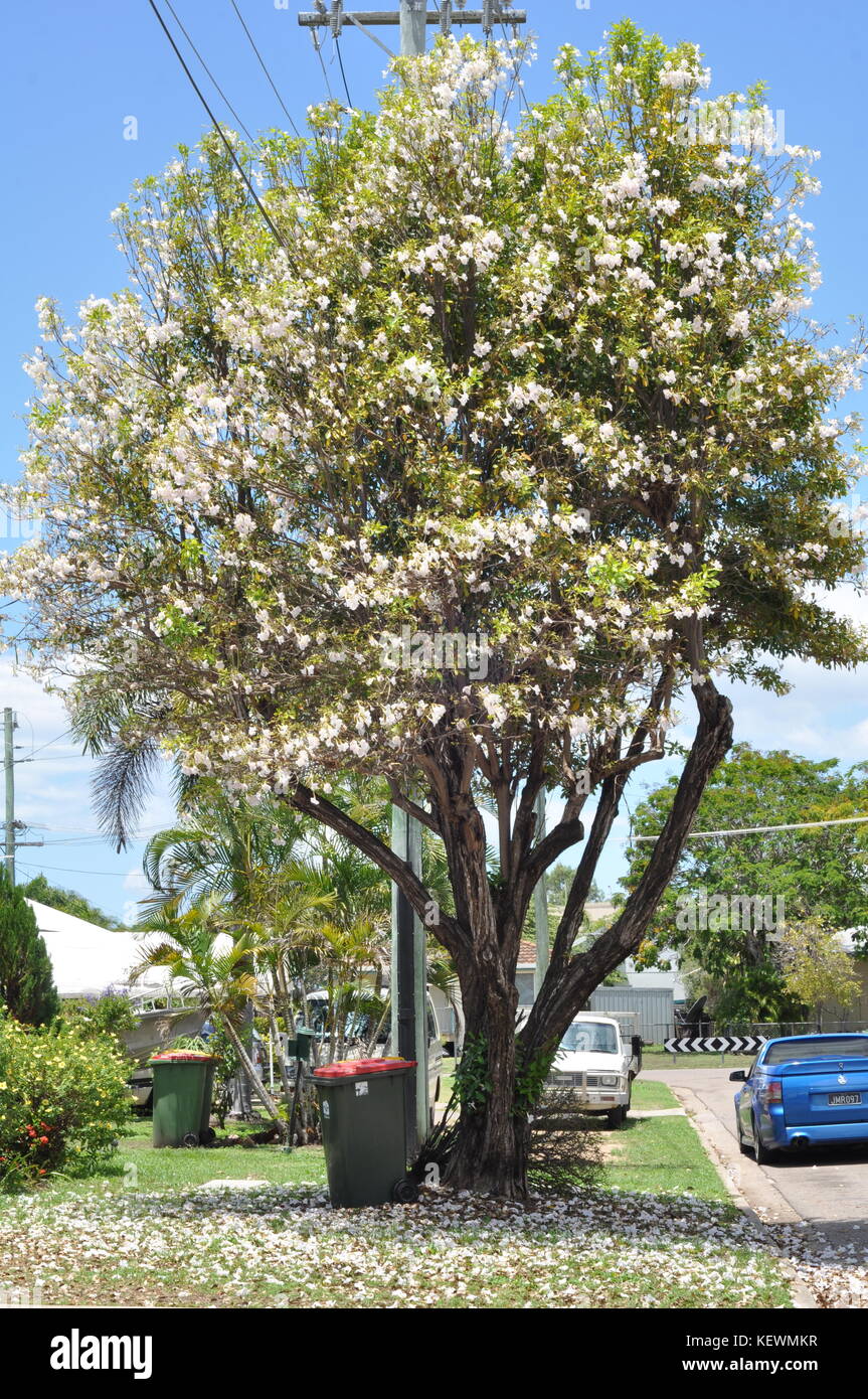 White trumpet tree (Tabebuia pallida) in full flower, Townsville ...