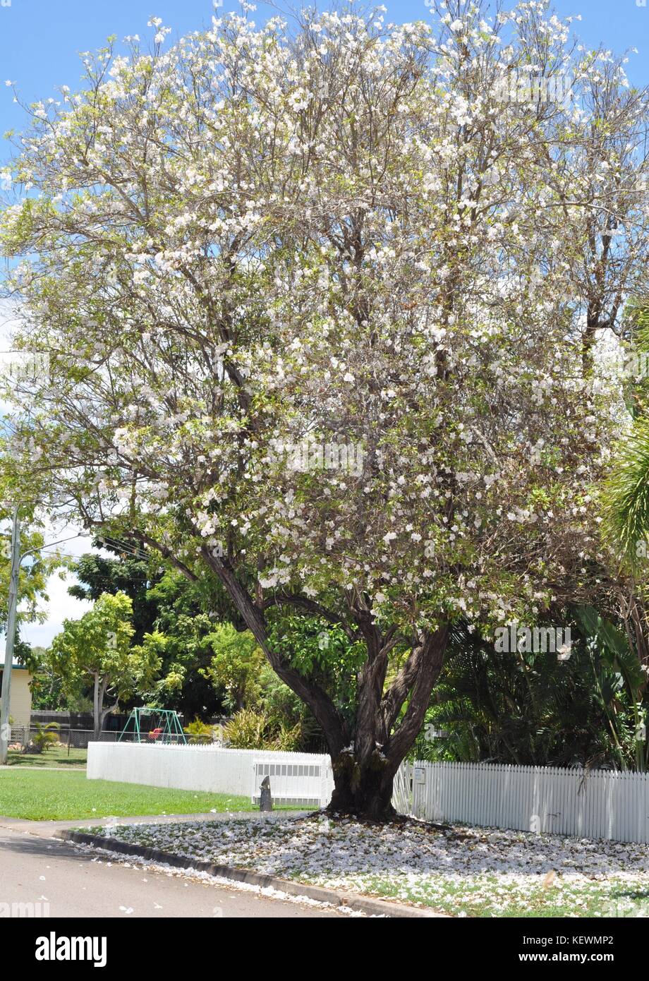 White trumpet tree (Tabebuia pallida) in full flower, Townsville ...