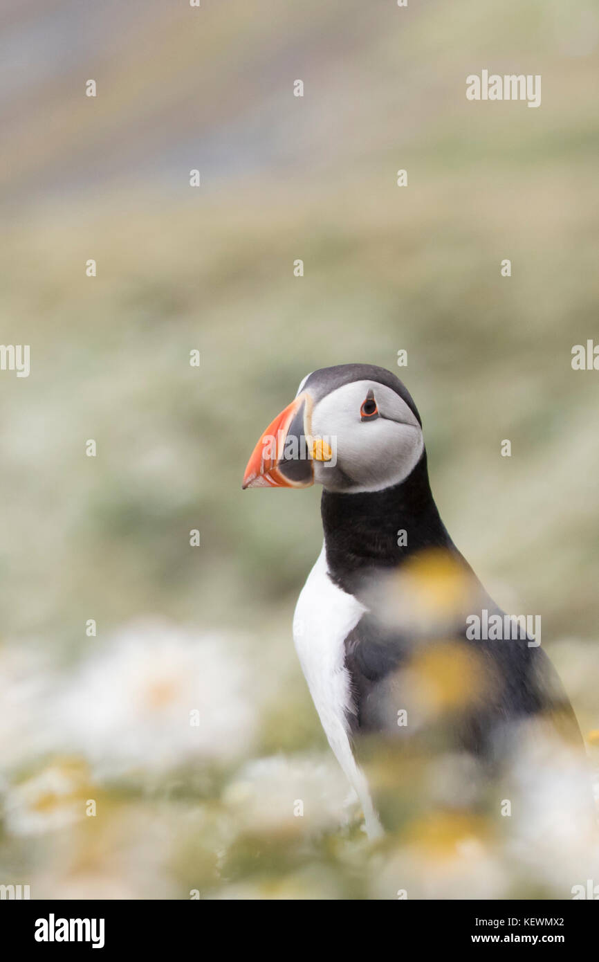 Puffin behavior hi-res stock photography and images - Alamy