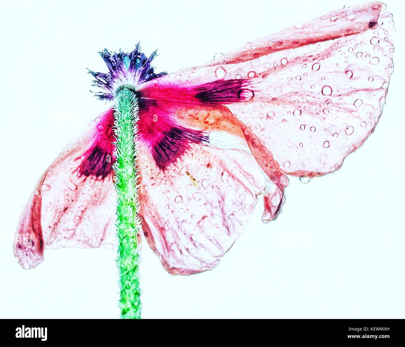 Faded poppy hi-res stock photography and images - Alamy