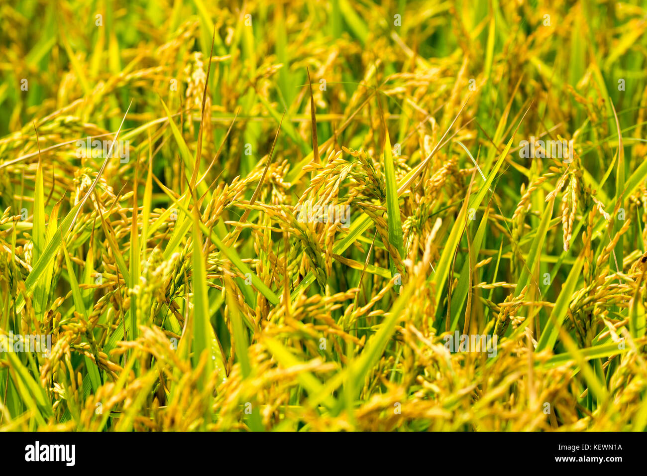 French rice plantation in Camagrue, Provence of Languedoc, red, yellow ...